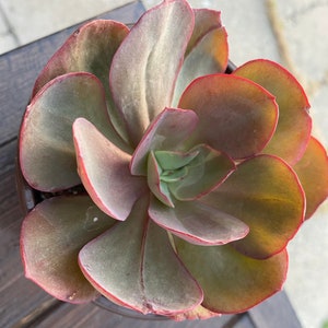 4'' Echeveria Suyon by THE SUCCULENT KISS - Etsy