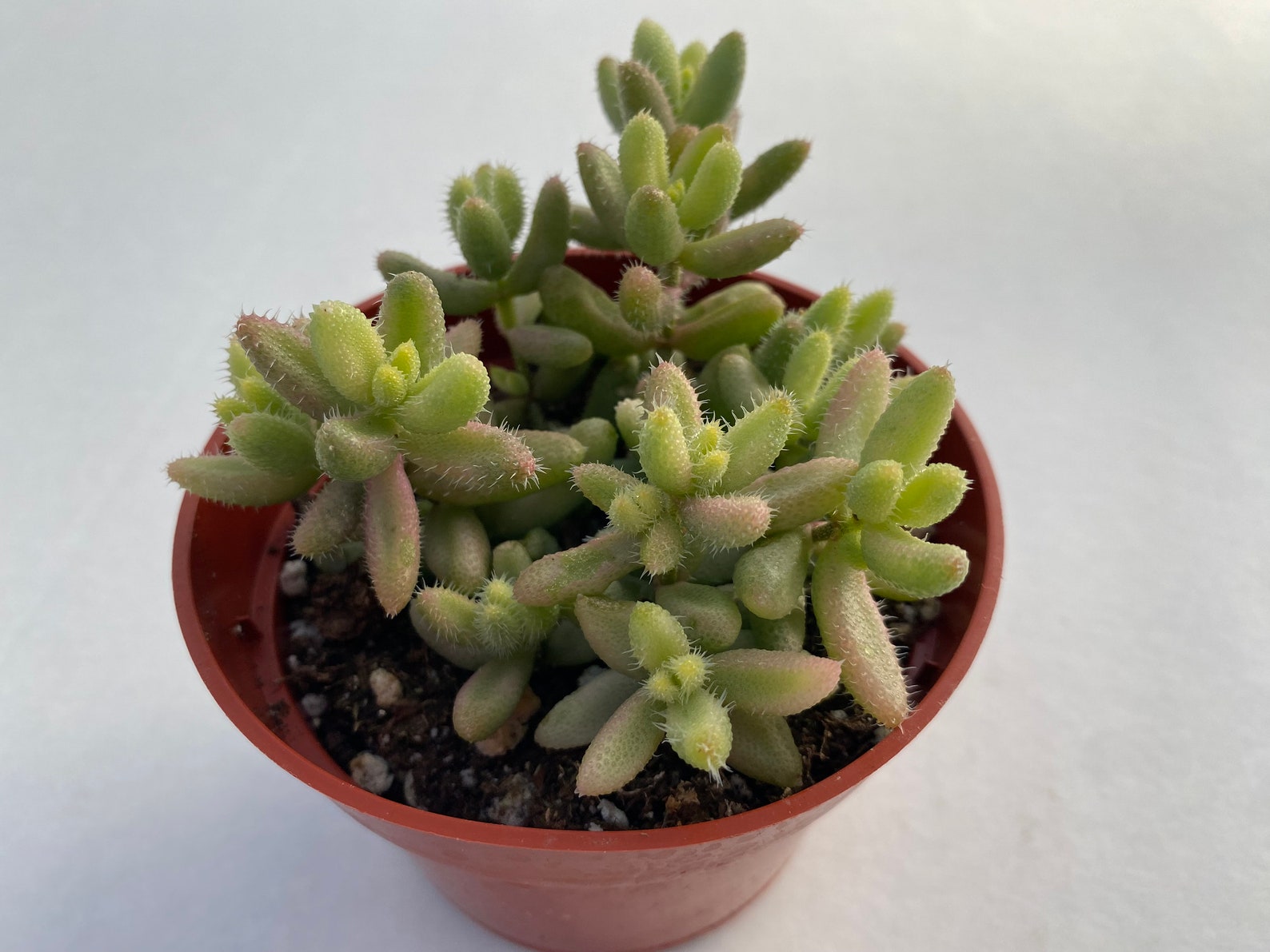 4” Pot Pickles Plant Variegated by the Succulent Kiss - Etsy