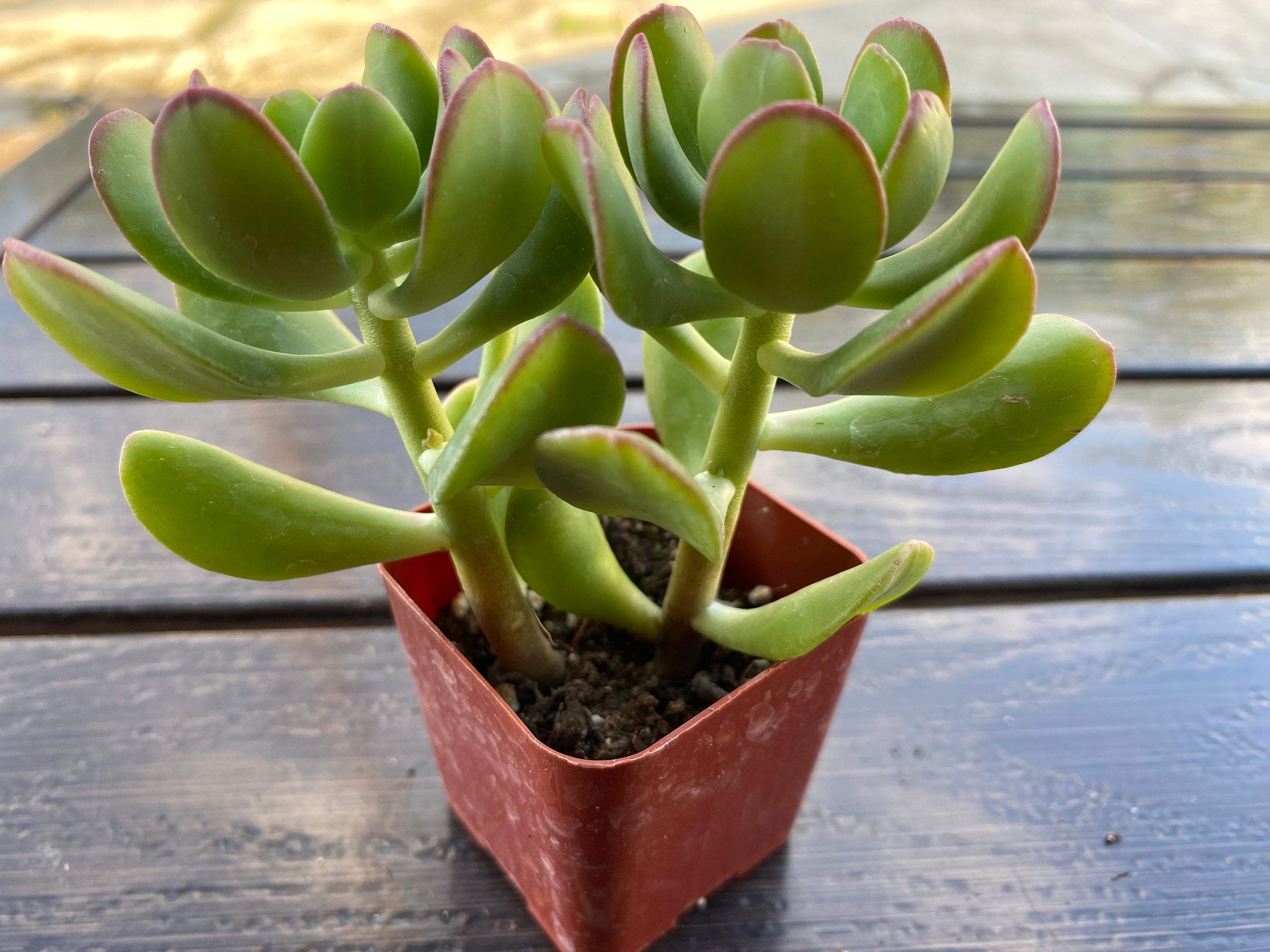 Sedum Dendroideum With 2” Pot - Etsy