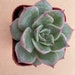 2” Echeveria ‘pink Tips’ - Etsy