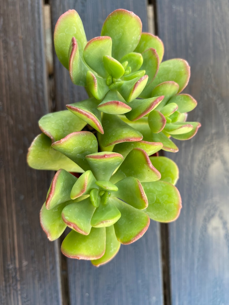 Sedum Dendroideum With 2” Pot - Etsy