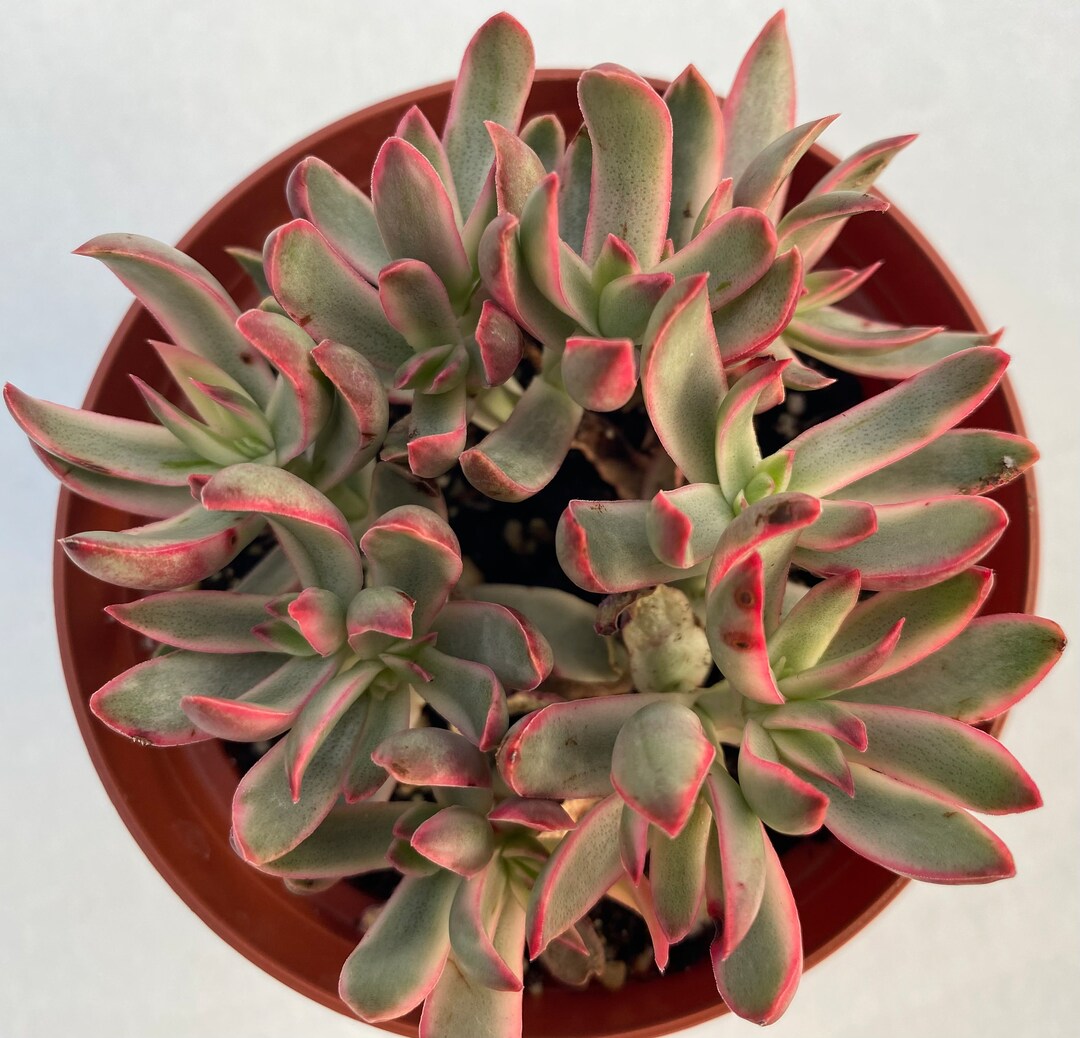 Live Plant Crassula Rubricamlis “candy Cane “ - Etsy