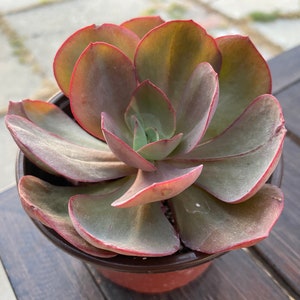 4'' Echeveria Suyon by THE SUCCULENT KISS - Etsy