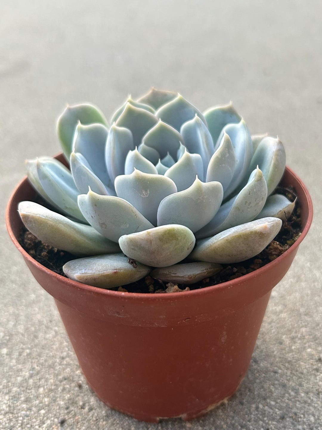 Echeveria Snow Bunny - Etsy