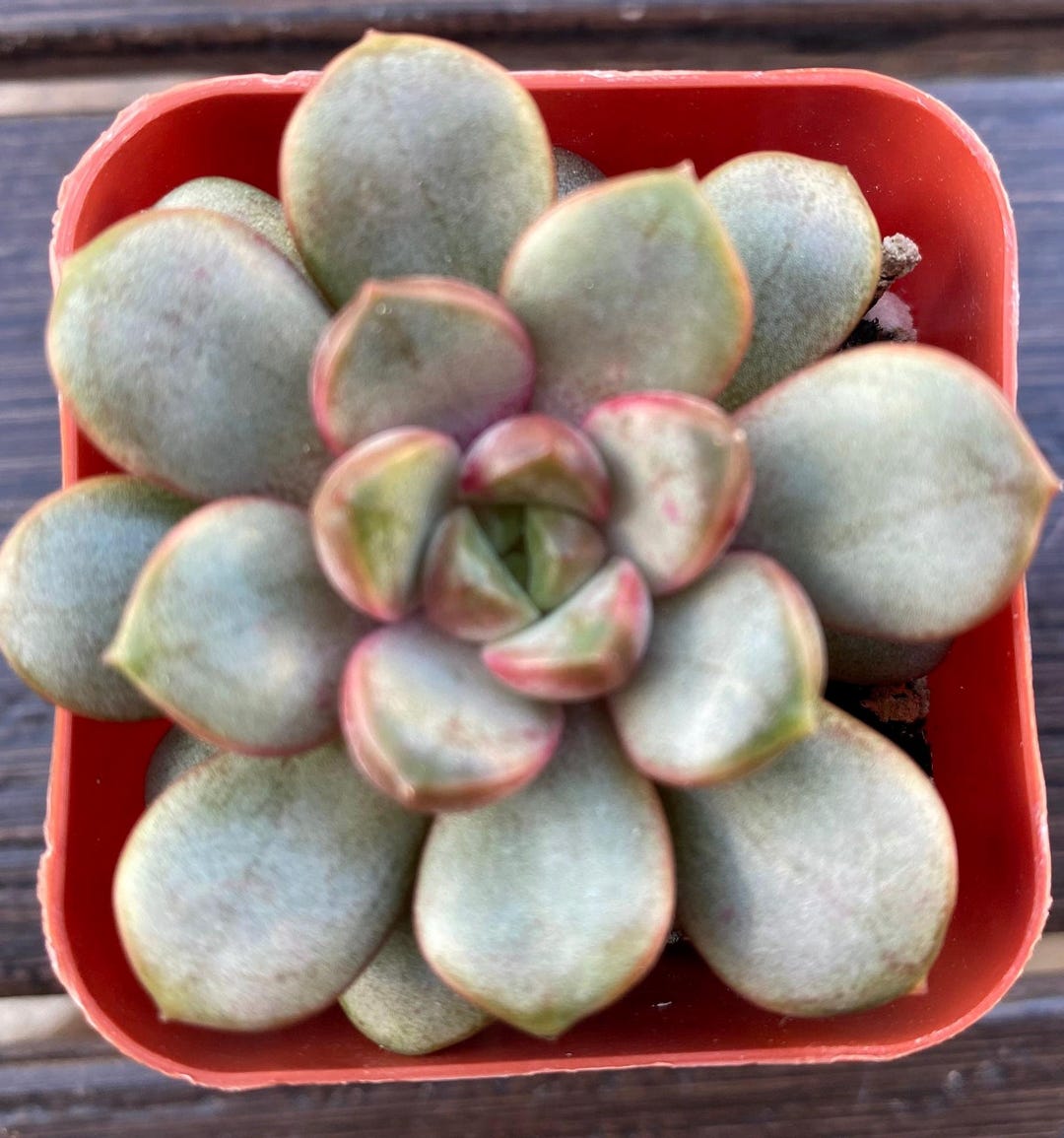Graptoveria Amethorum in 2” Pot - Etsy