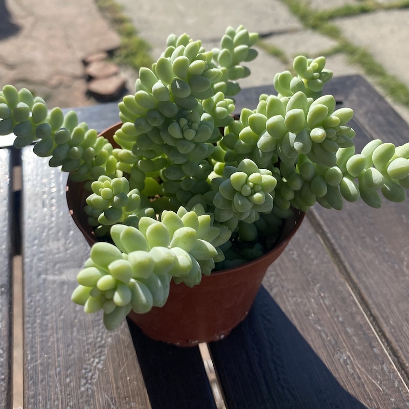 Succulent Plant Pot Large - Etsy