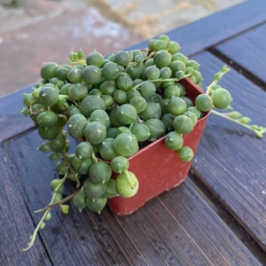 String of Pearls Succulent in 2'' Pot - Etsy