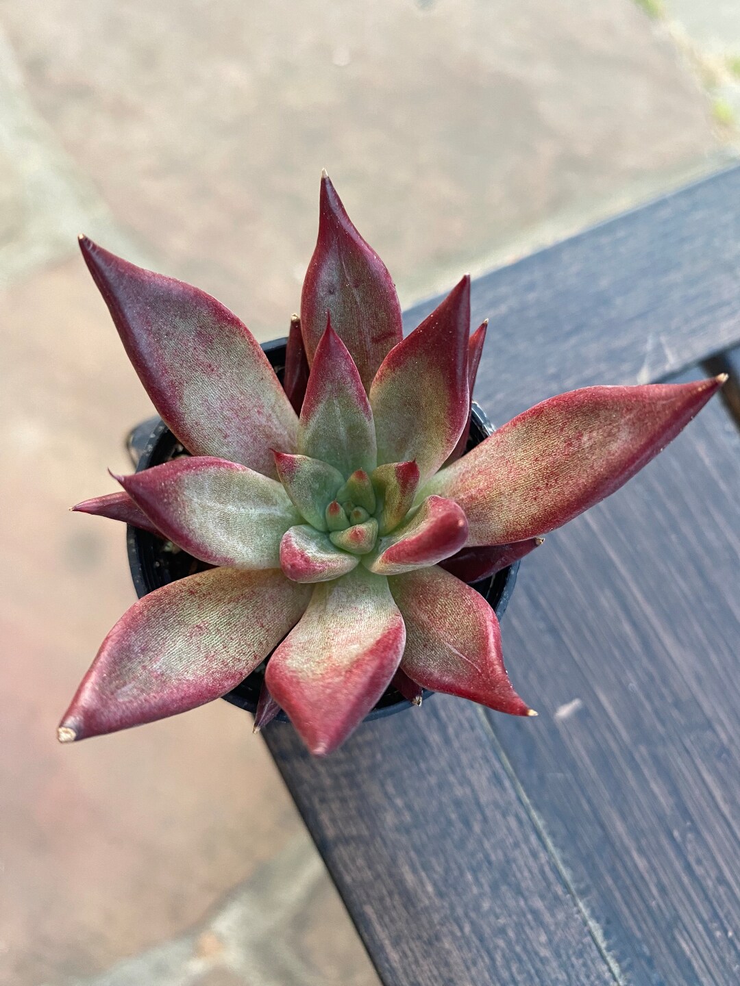 Echeveria Red Soul - Etsy