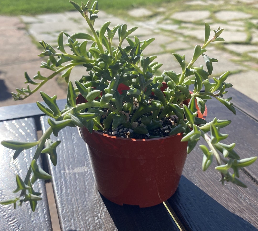 Pot 4'' String of Dolphin, Full Rooted Live Succulent Plant, by the ...