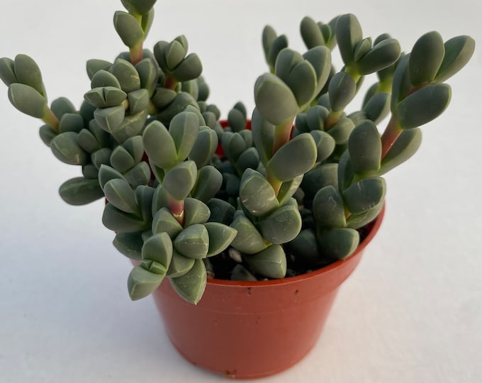 4”pot Live Succulent Plant of Corpuscularia Lehmannii “ice Plant “ - Etsy
