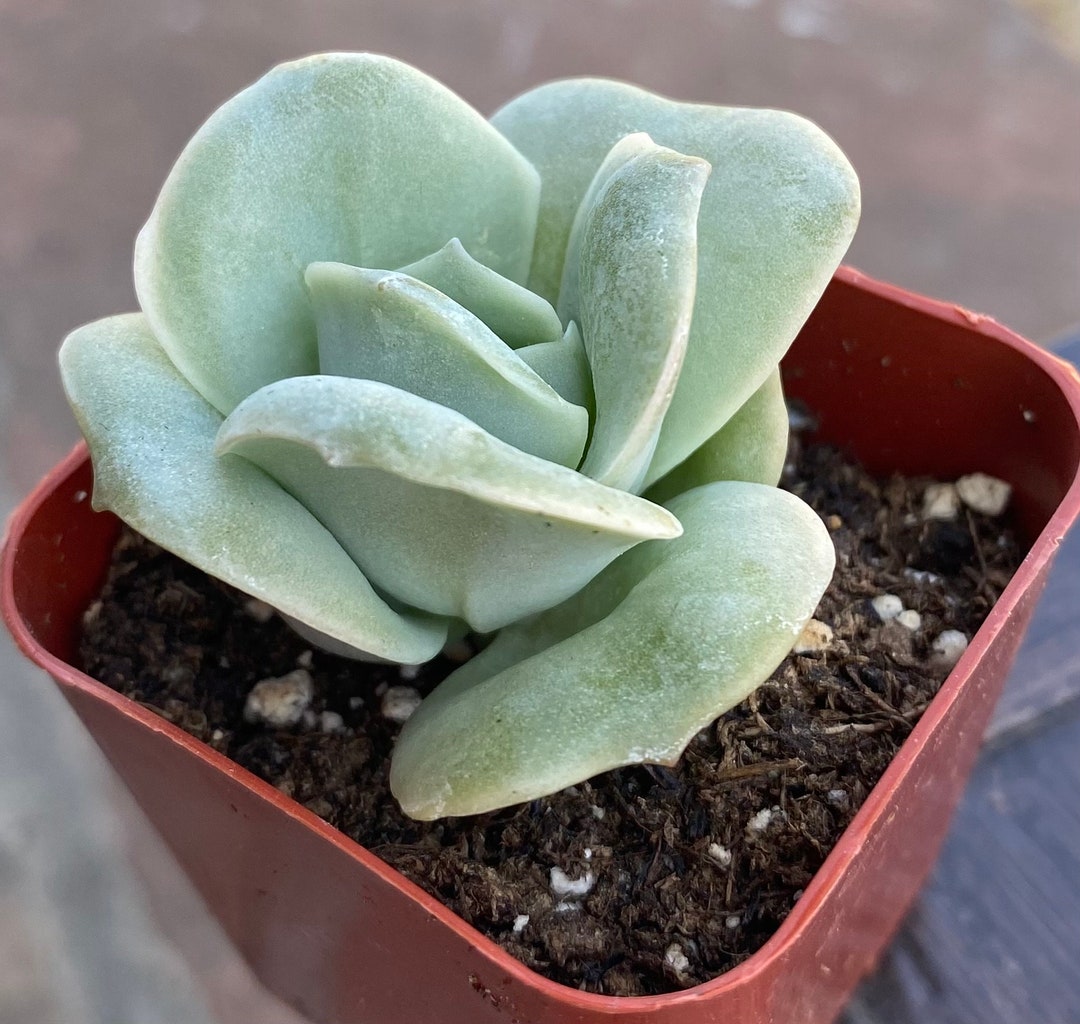 2" X Graptoveria--lovely Rose by THE SUCCULENT KISS. - Etsy