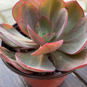 4'' Echeveria Suyon by THE SUCCULENT KISS - Etsy
