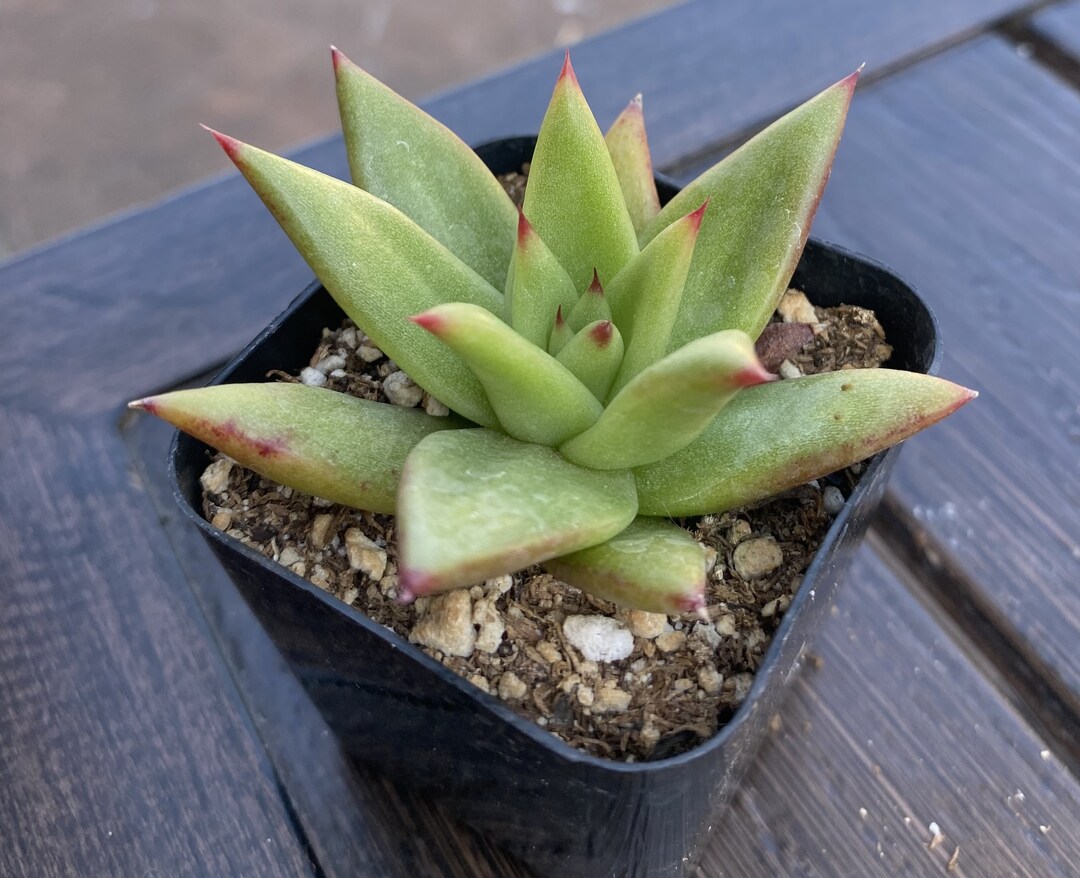 Echeveria Agavoides 'lipstick' | 2'' Potted Live Succulent - Etsy