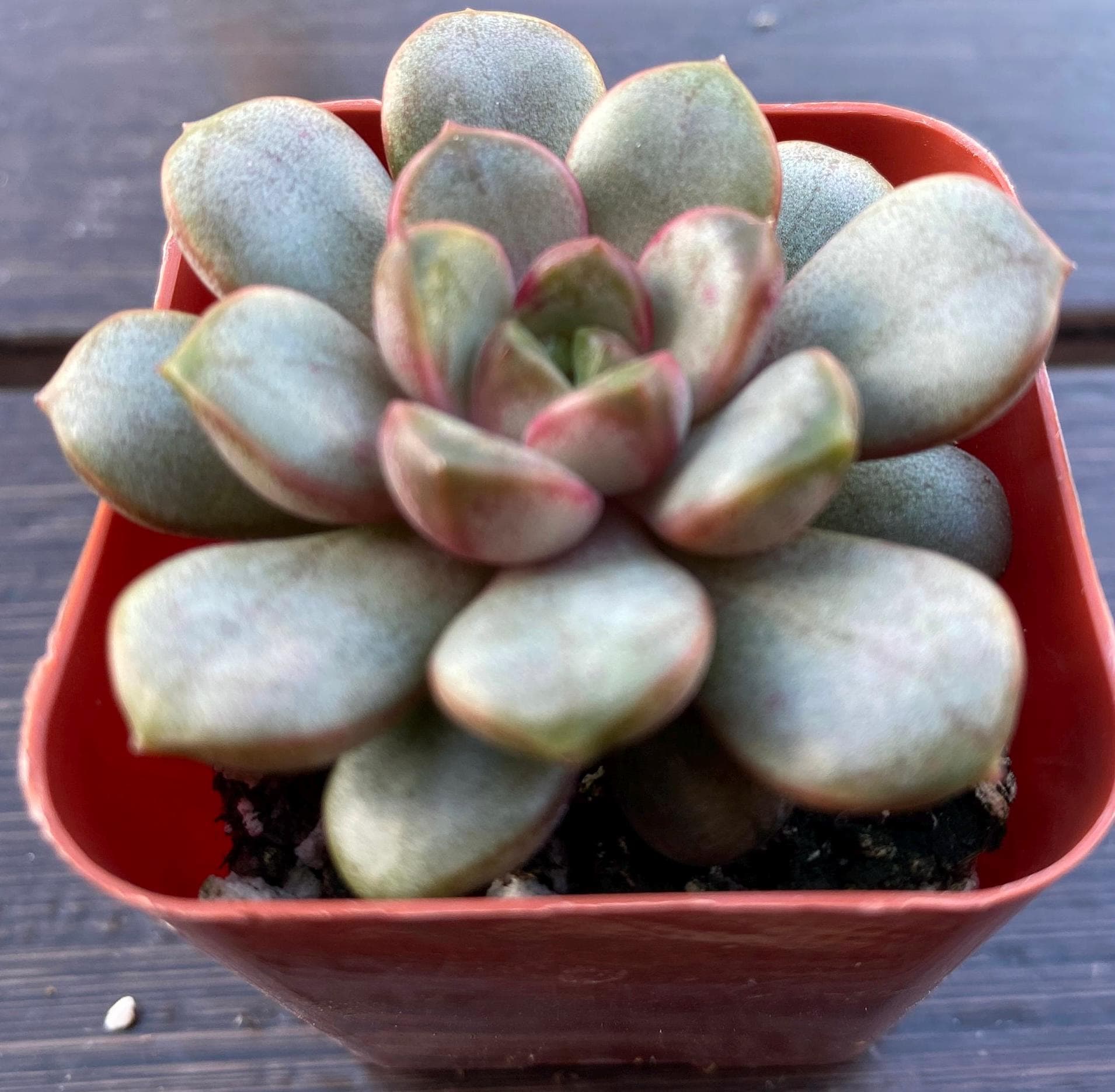 Graptoveria Amethorum in 2” Pot - Etsy