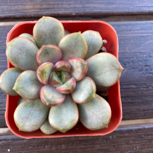 Graptoveria - Etsy