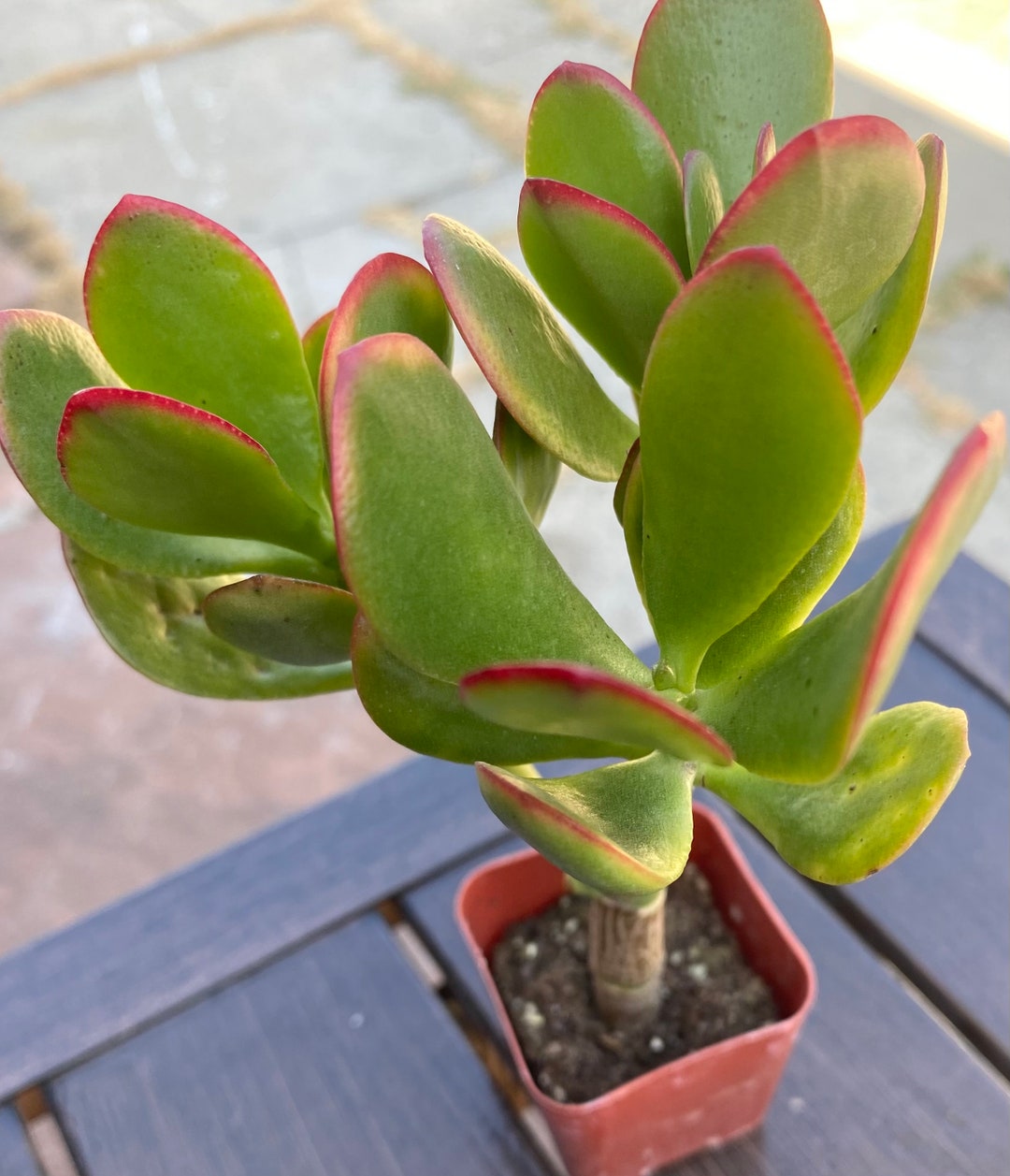 Hummel Sunset Golden Jade Tree: Live Succulent in 2'' Pot - Etsy