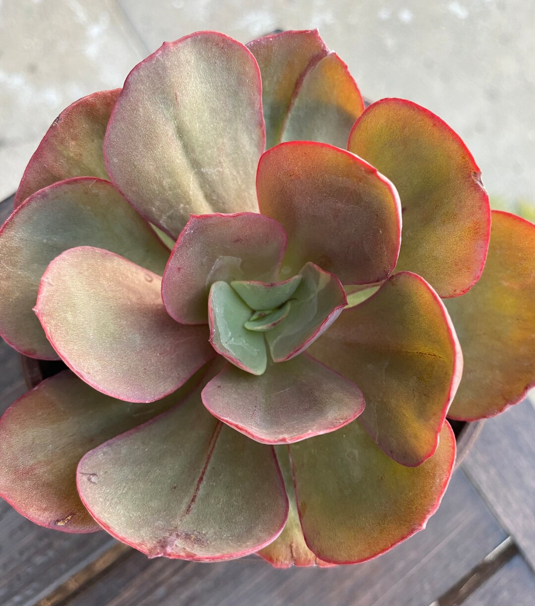 4'' Echeveria Suyon by THE SUCCULENT KISS - Etsy