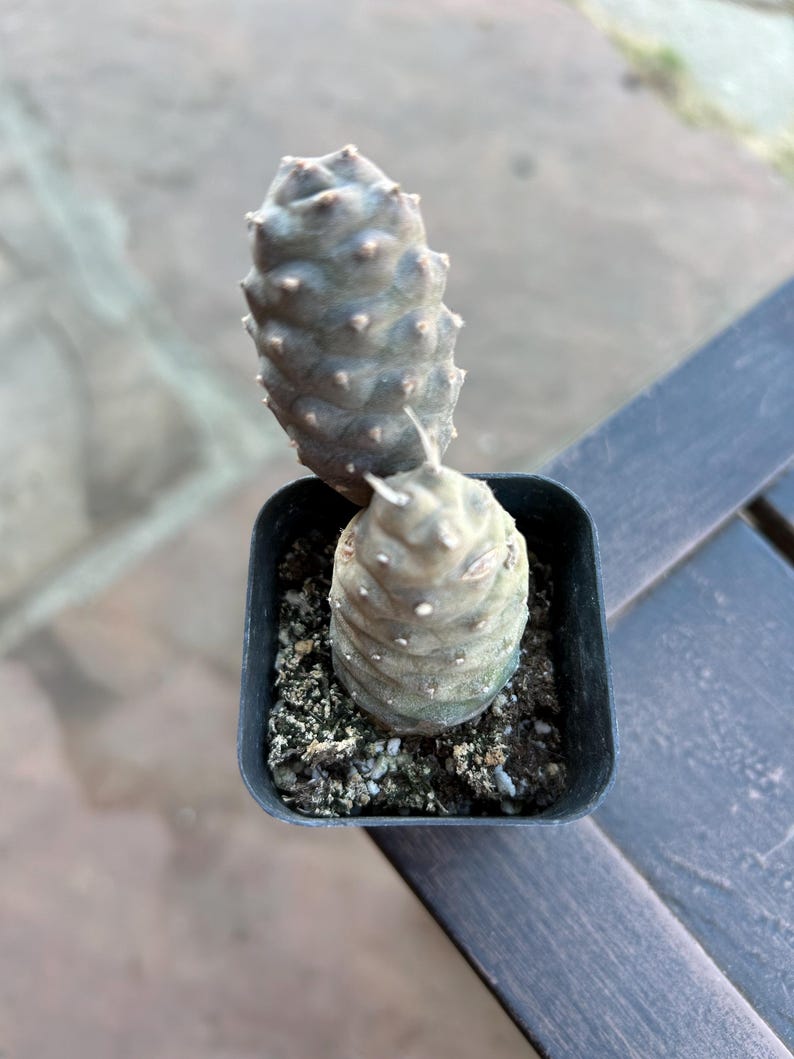Tephrocactus Articulates Var, Inertia/pine Cone Cactus - Etsy
