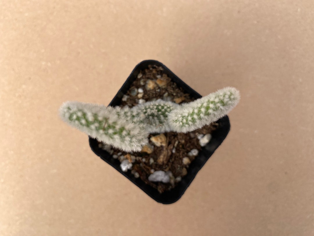 2” Opuntia Microdasys Albata “bunny Ears’’ - Etsy