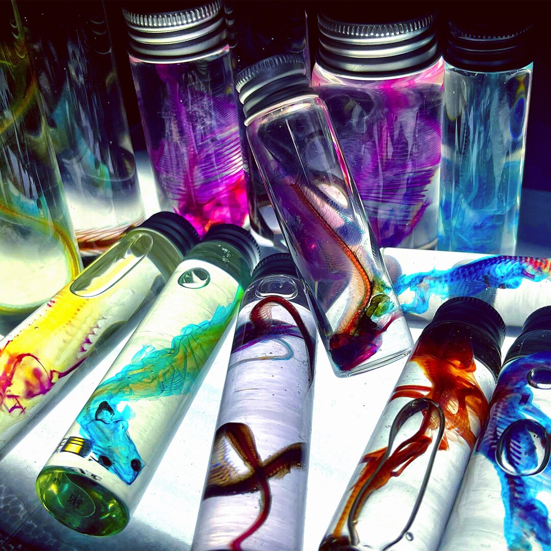 Mysterious Transparent Stained Fish Skeleton Specimen - Etsy