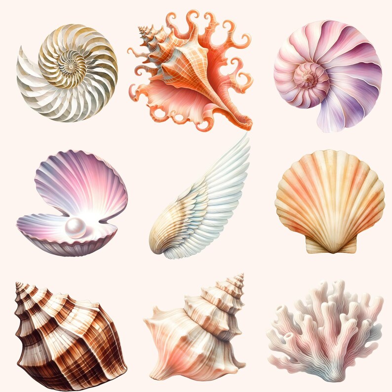Ocean Sea Shell Clipart, Coastal Clipart Bundle, Realistic Ocean ...