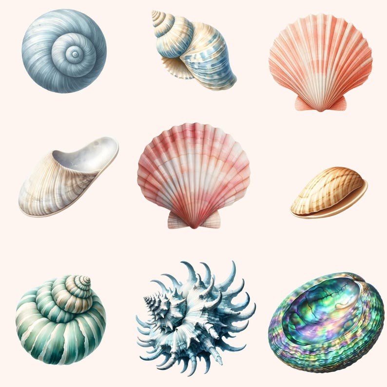 Ocean Sea Shell Clipart, Coastal Clipart Bundle, Realistic Ocean ...