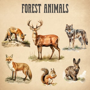 Vintage Forest Animals Clipart Bundle, Watercolor Woodland Png, Deer ...