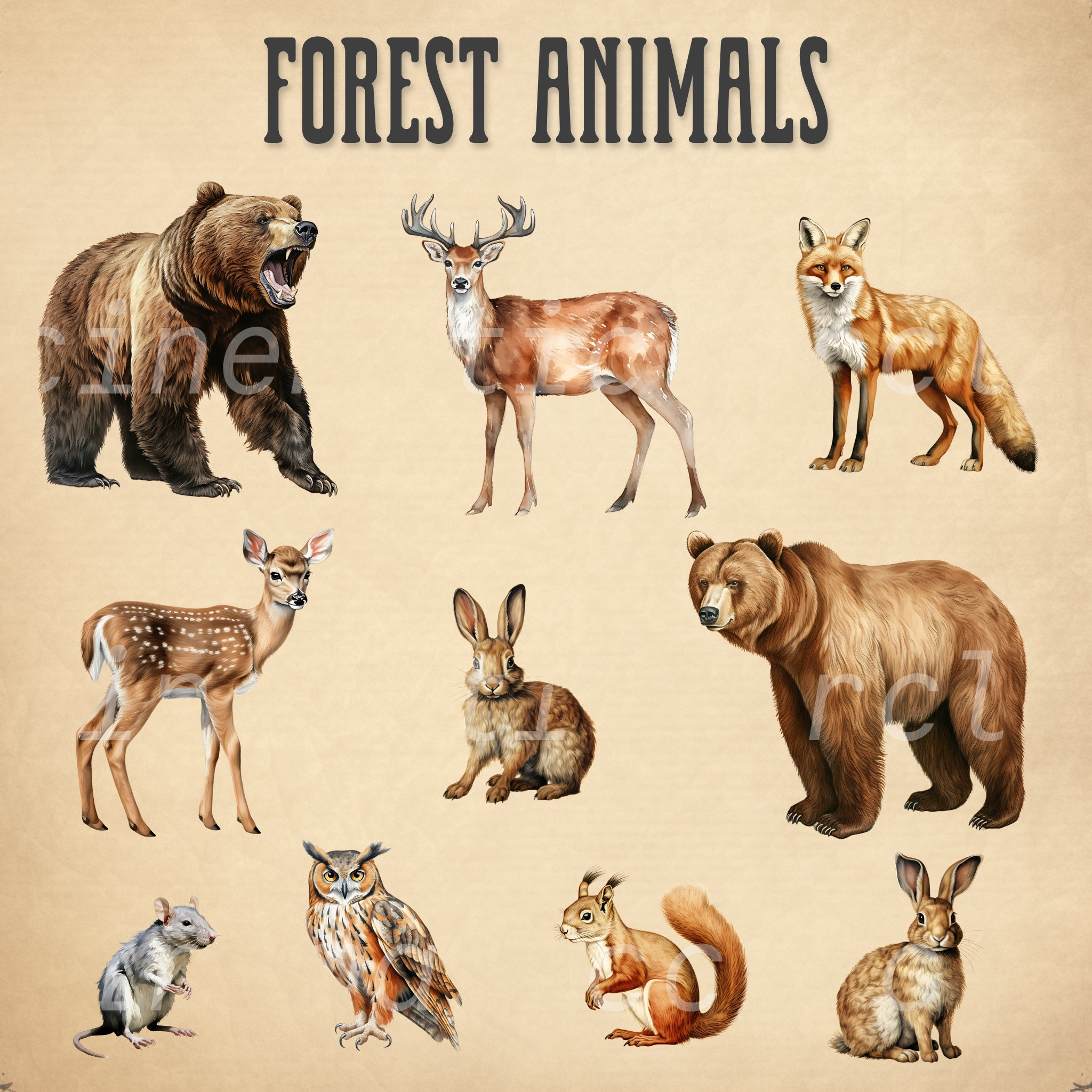 Vintage Forest Animals Clipart Bundle, Watercolor Woodland Png, Deer ...