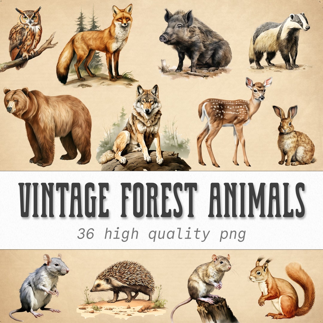 Vintage Forest Animals Clipart Bundle, Watercolor Woodland Png, Deer ...