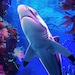 Biofluorescent Sea Life Reef Shark Narrow, Pattern Keeper Compatible ...
