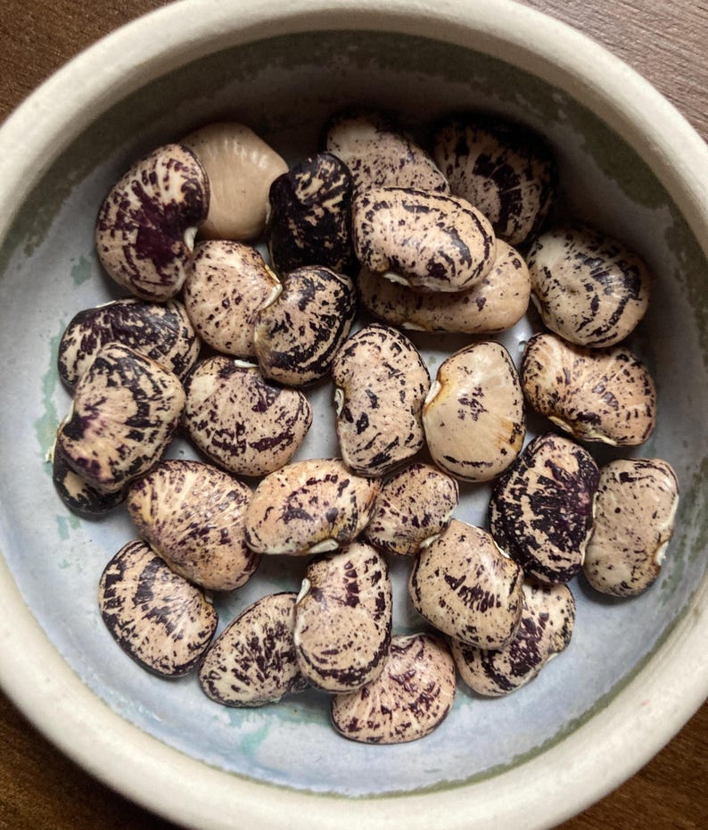 Heirloom lima bean seed mix- 11 varieties - Etsy Polska
