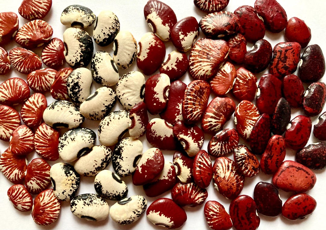 Heirloom lima bean seed mix- 11 varieties - Etsy 日本