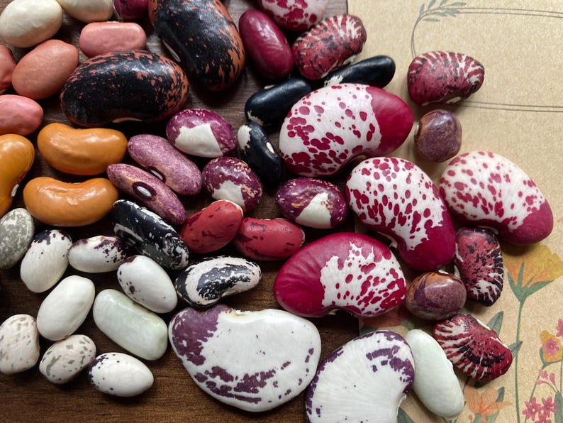 Mix van 15 verschillende soorten bonen - Etsy Nederland
