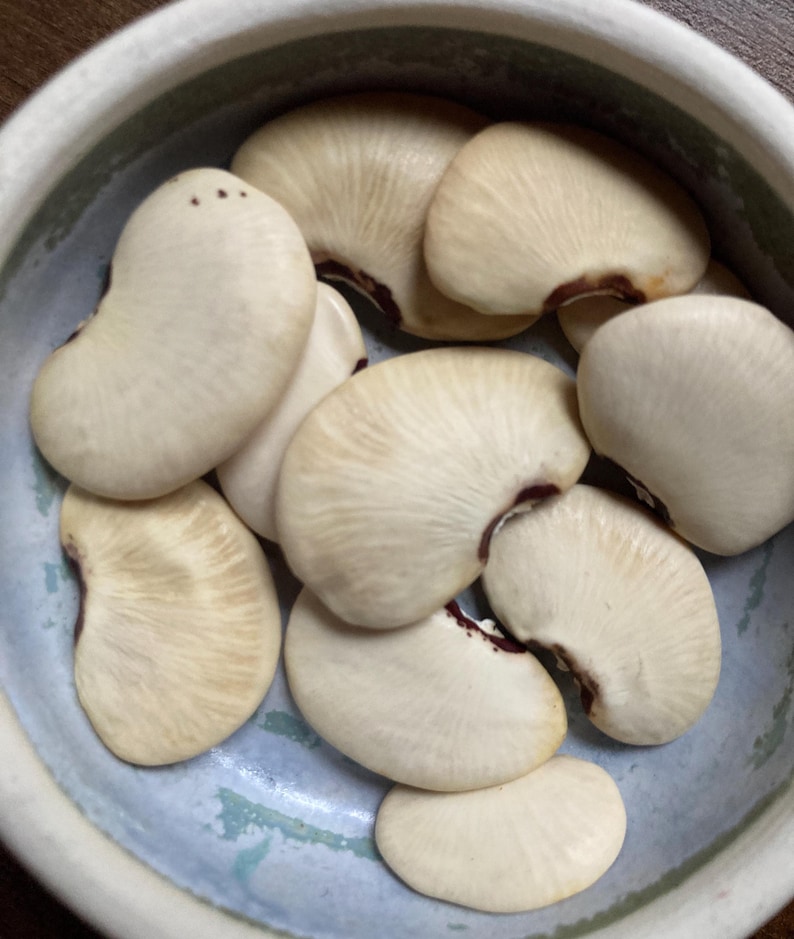 Heirloom lima bean seed mix- 11 varieties - Etsy 日本
