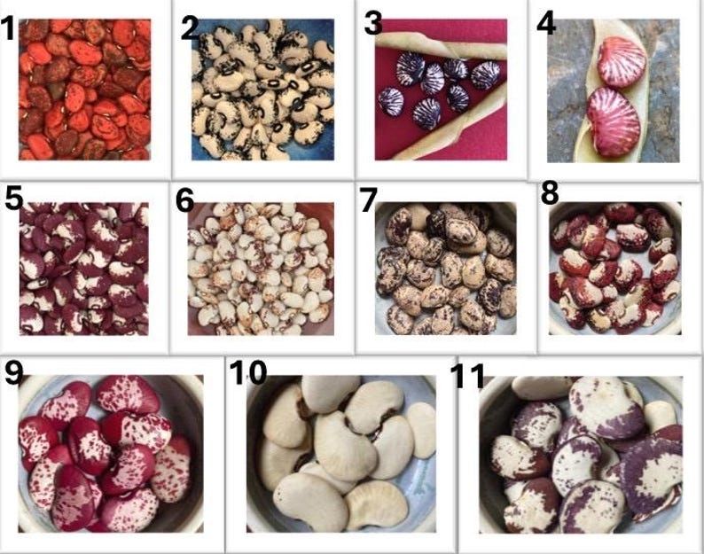 Heirloom lima bean seed mix- 11 varieties - Etsy Polska