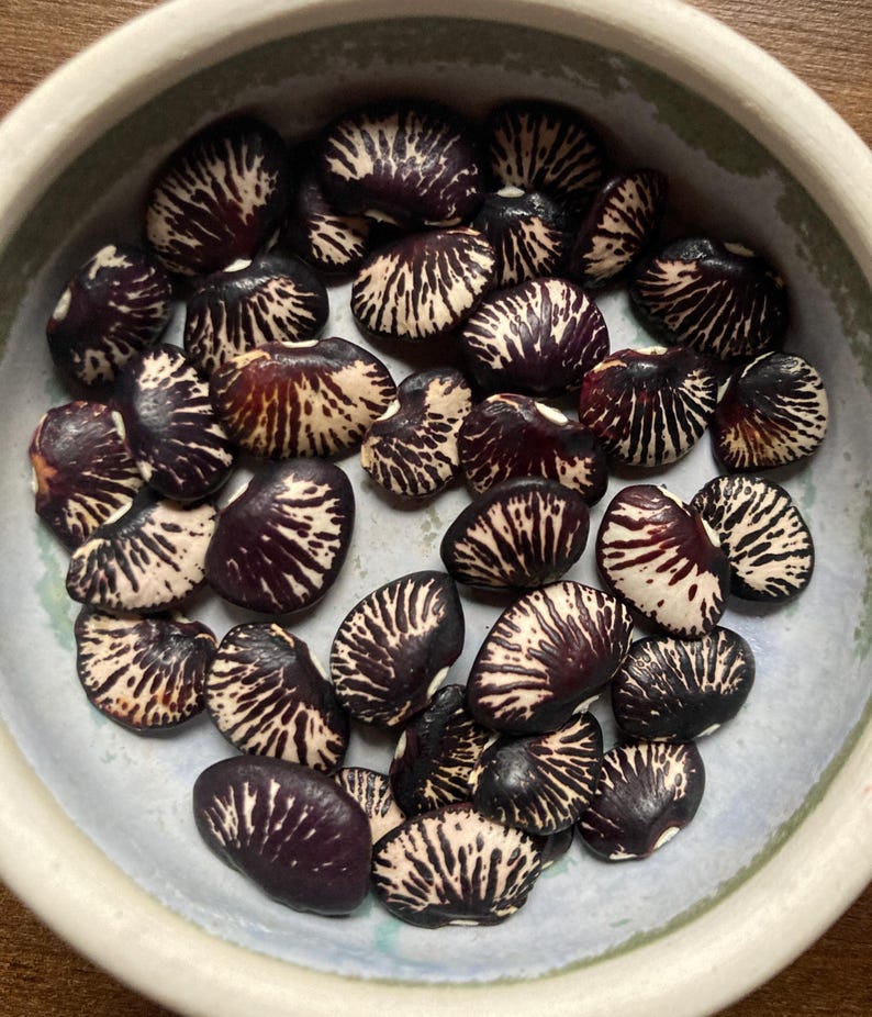 Heirloom lima bean seed mix- 11 varieties - Etsy Polska
