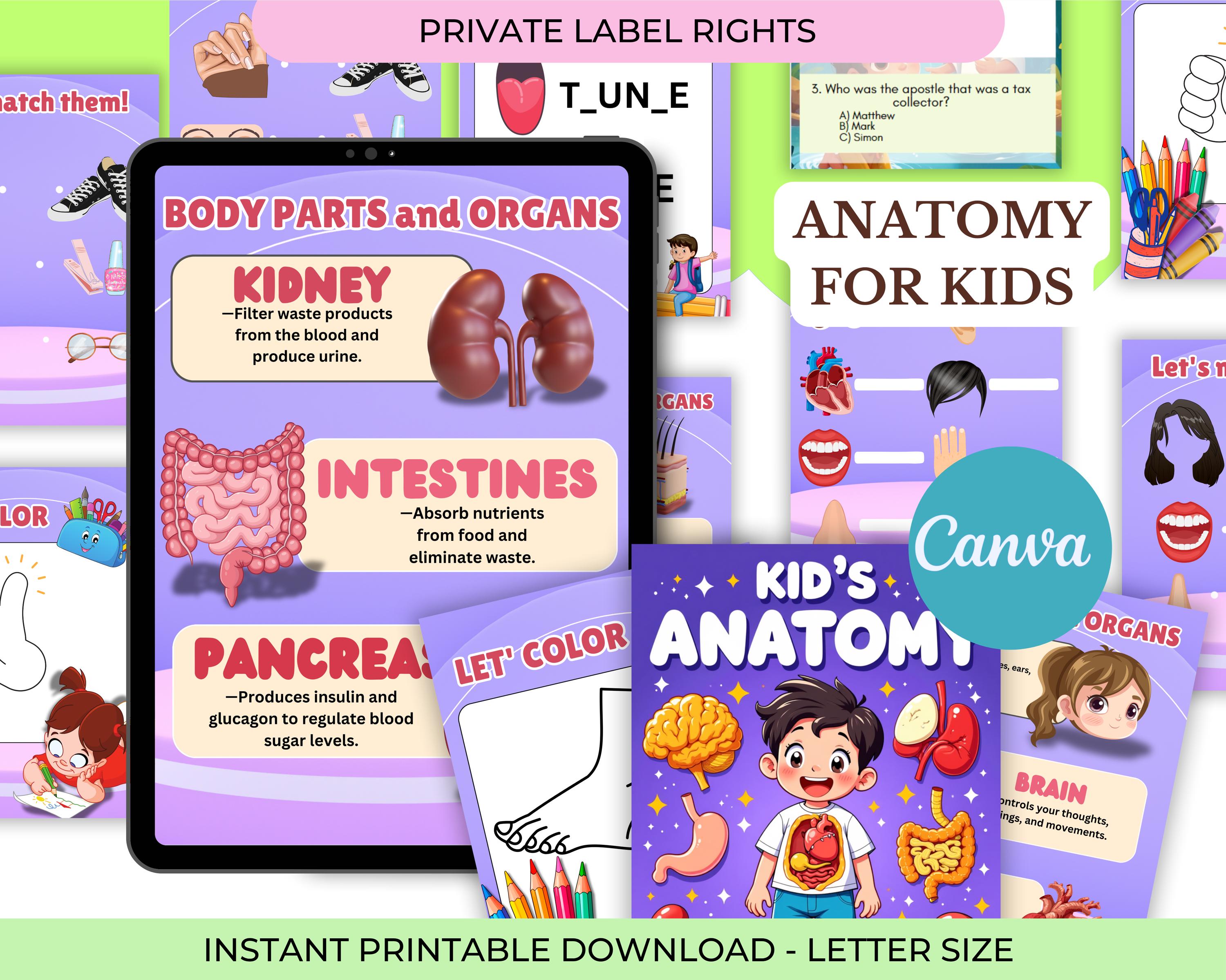 Kids Anatomy Busy Book: Organs & Body Parts - Homeschool Activity (PLR ...