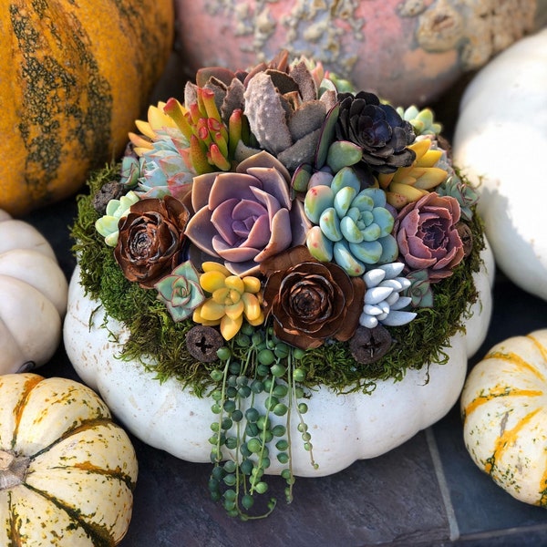 Fall Succulent - Etsy