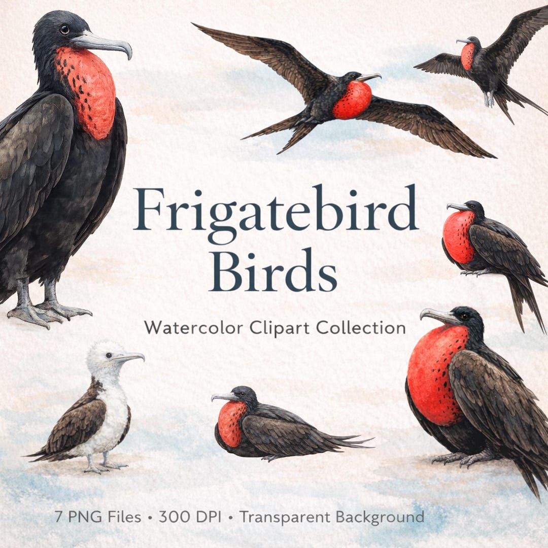 Frigatebird Clipart, Watercolor Frigate Bird PNG Bundle, Tropical ...
