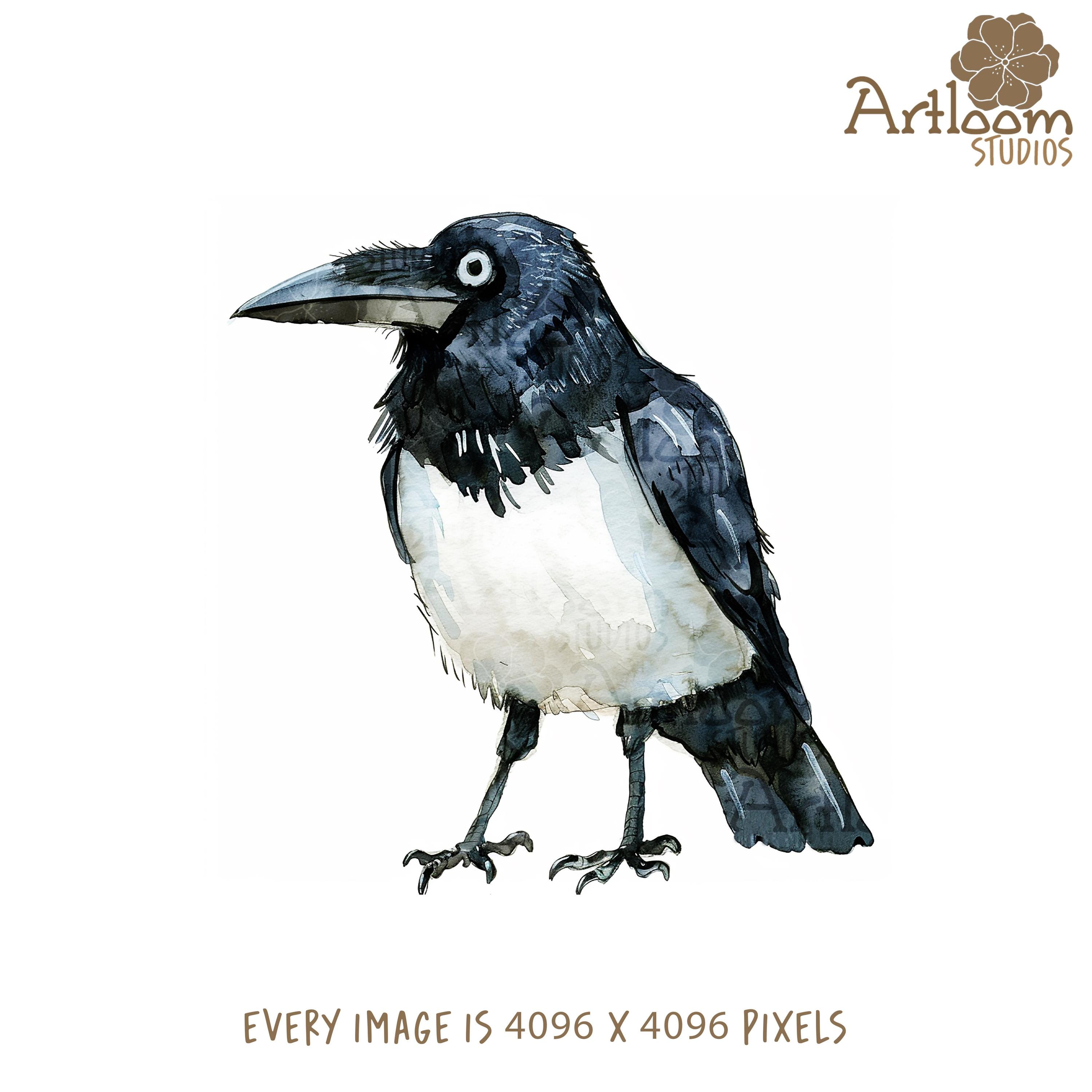 10 Fluffy Crow Clip Art Printable Watercolor Fluffy Cute Crow Jpgs High ...