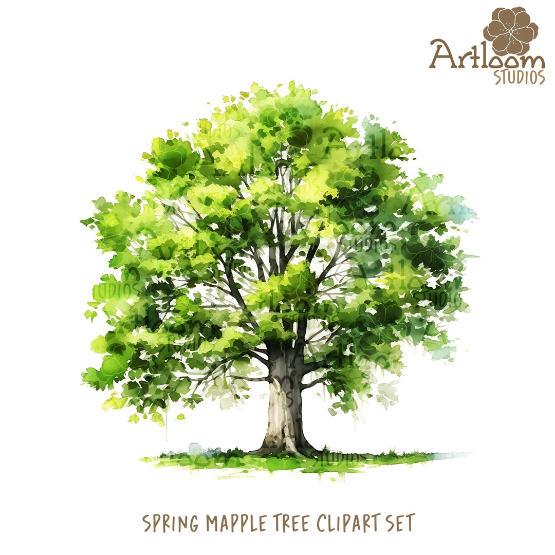 10 Spring Maple Tree Clip Art Printable Watercolor Maple Tree Jpgs High ...