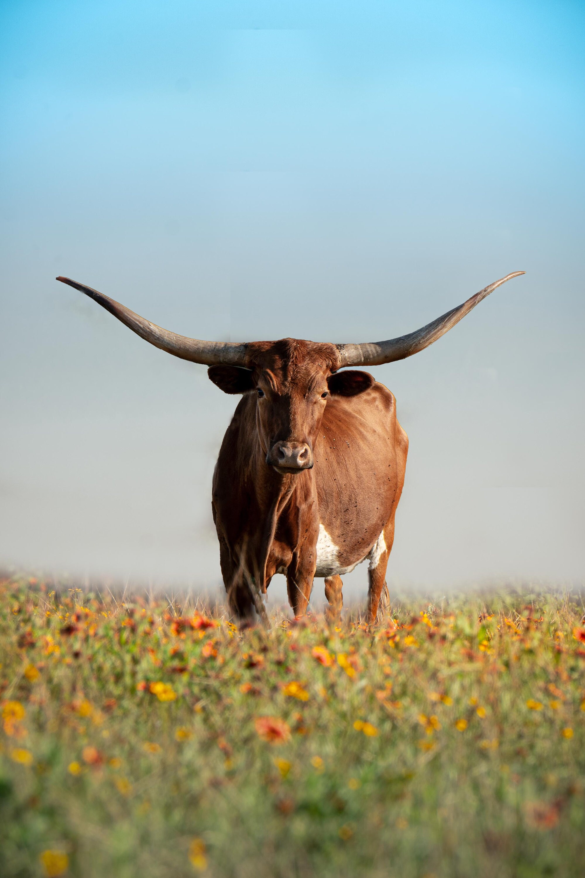 Texas Longhorn in Wildflowers Photo, Ranch Land Art - Etsy