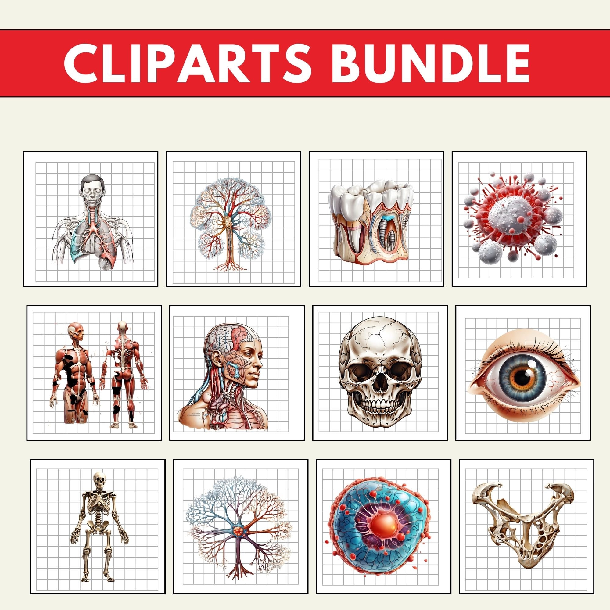 Human Body Clipart, Body Clipart PNG Bundle, 24 PNG Human Body Clipart ...