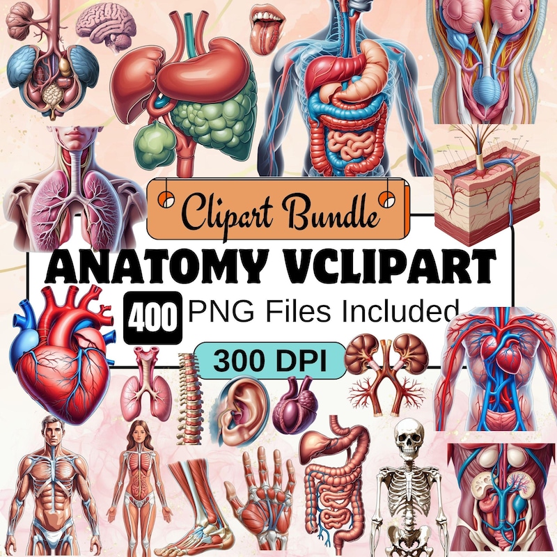 Human Body Drawing With Organs - Etsy UK