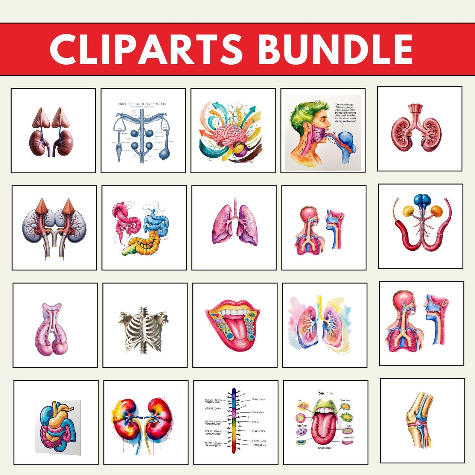 Human Organ Clipart, Biology Clipart PNG Bundle, 234 PNG Human Organ ...