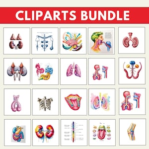Human Organ Clipart, Biology Clipart PNG Bundle, 234 PNG Human Organ ...