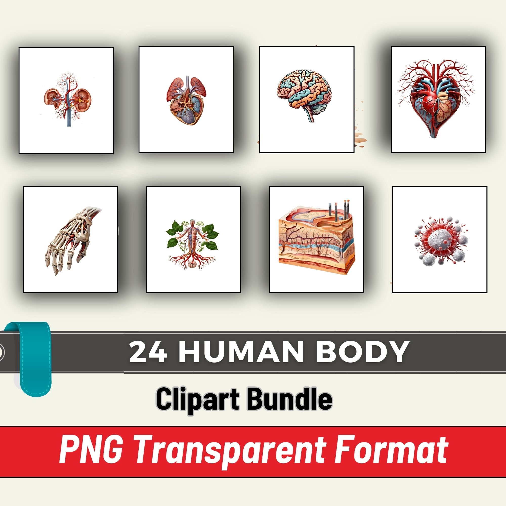 Human Body Clipart, Body Clipart PNG Bundle, 24 PNG Human Body Clipart ...