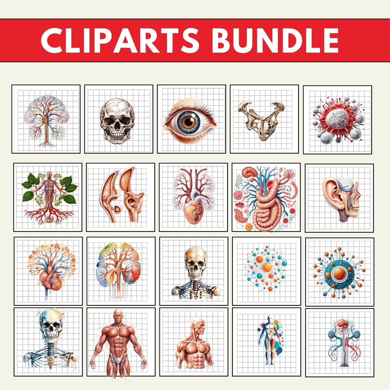 Human Body Clipart, Body Clipart PNG Bundle, 118 PNG Human Body Clipart ...