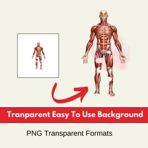 Biology Clipart, Study Clipart PNG Bundle, 24 PNG Biology Clipart ...