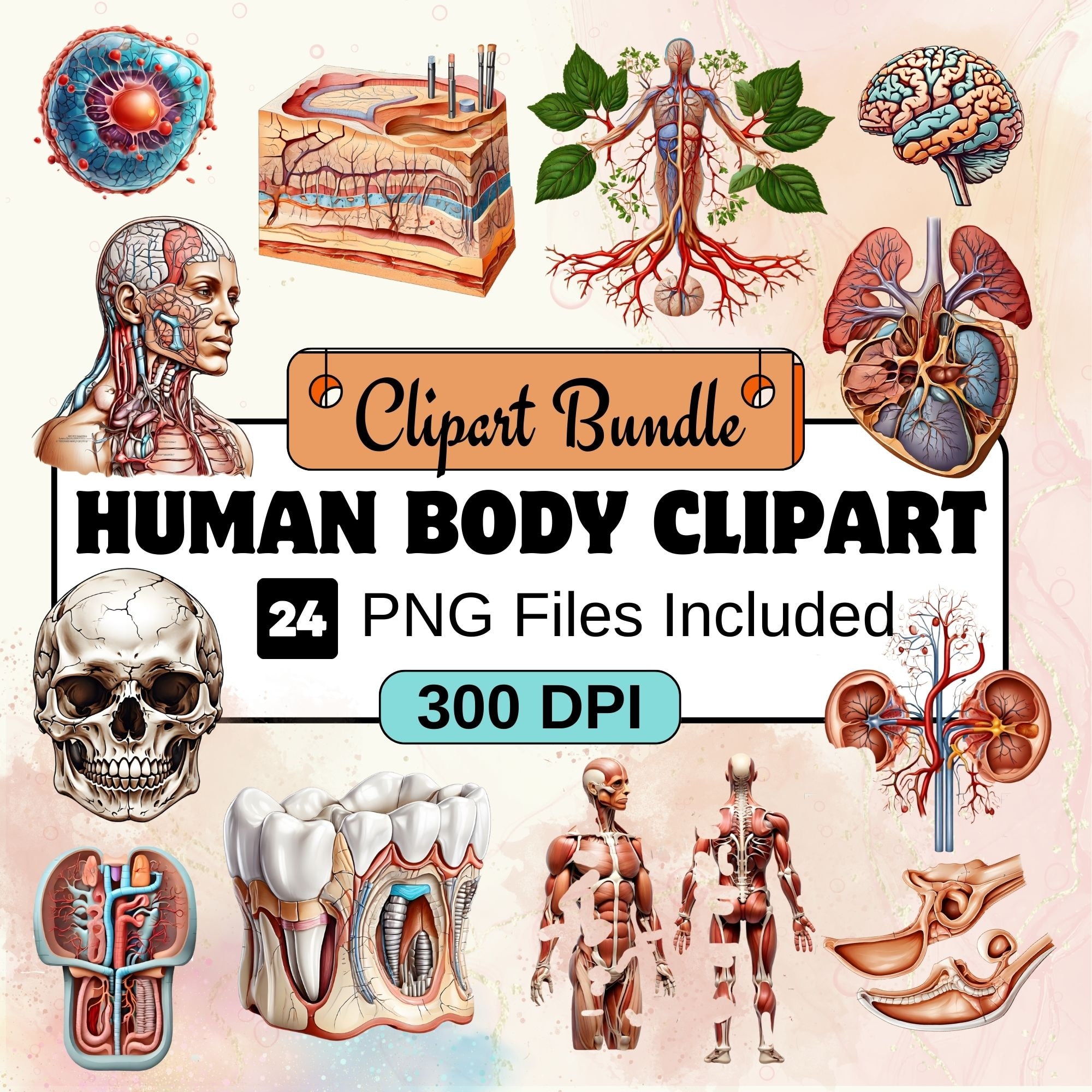 Human Body Clipart, Body Clipart PNG Bundle, 24 PNG Human Body Clipart ...